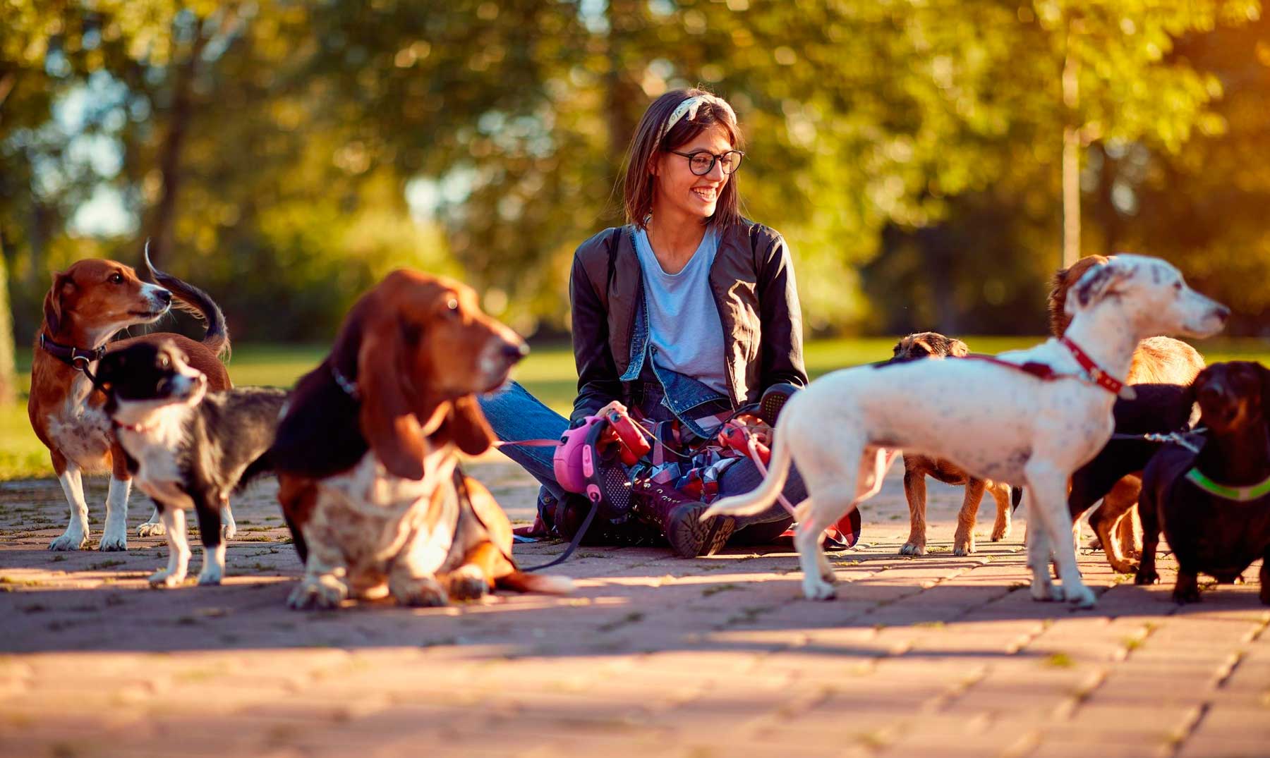 Cuánto Debo Cobrar Por Pasear Perros En Australia